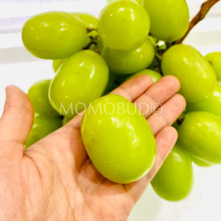 Jumbo Autumn Crisp® Green Seedless Grapes — MomoBud