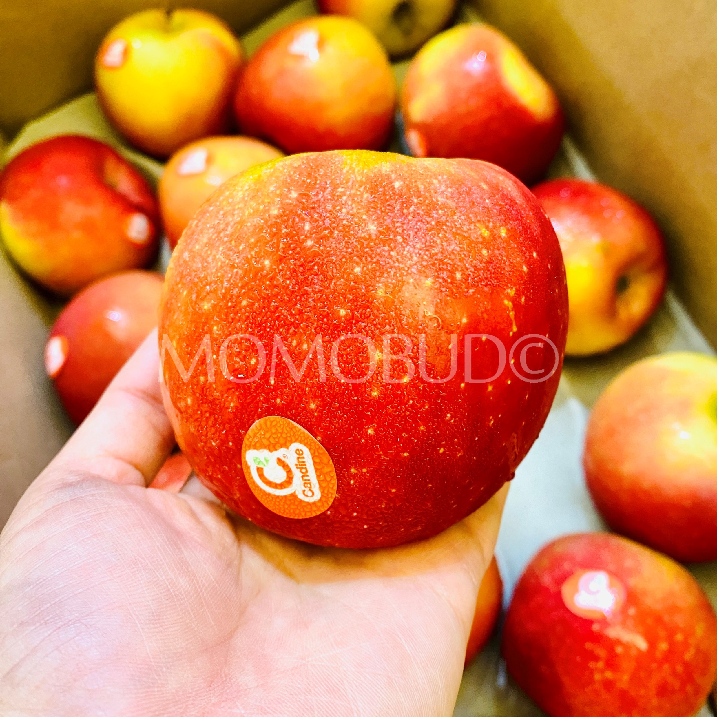 Candine® Apple (Medium, 6pcs) — MomoBud