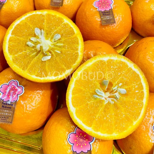 Neko Sakura Mikan (Mandarin Orange) — MomoBud