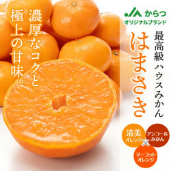 Japanese Hamasaki Mikan (Mandarin Orange) — MomoBud
