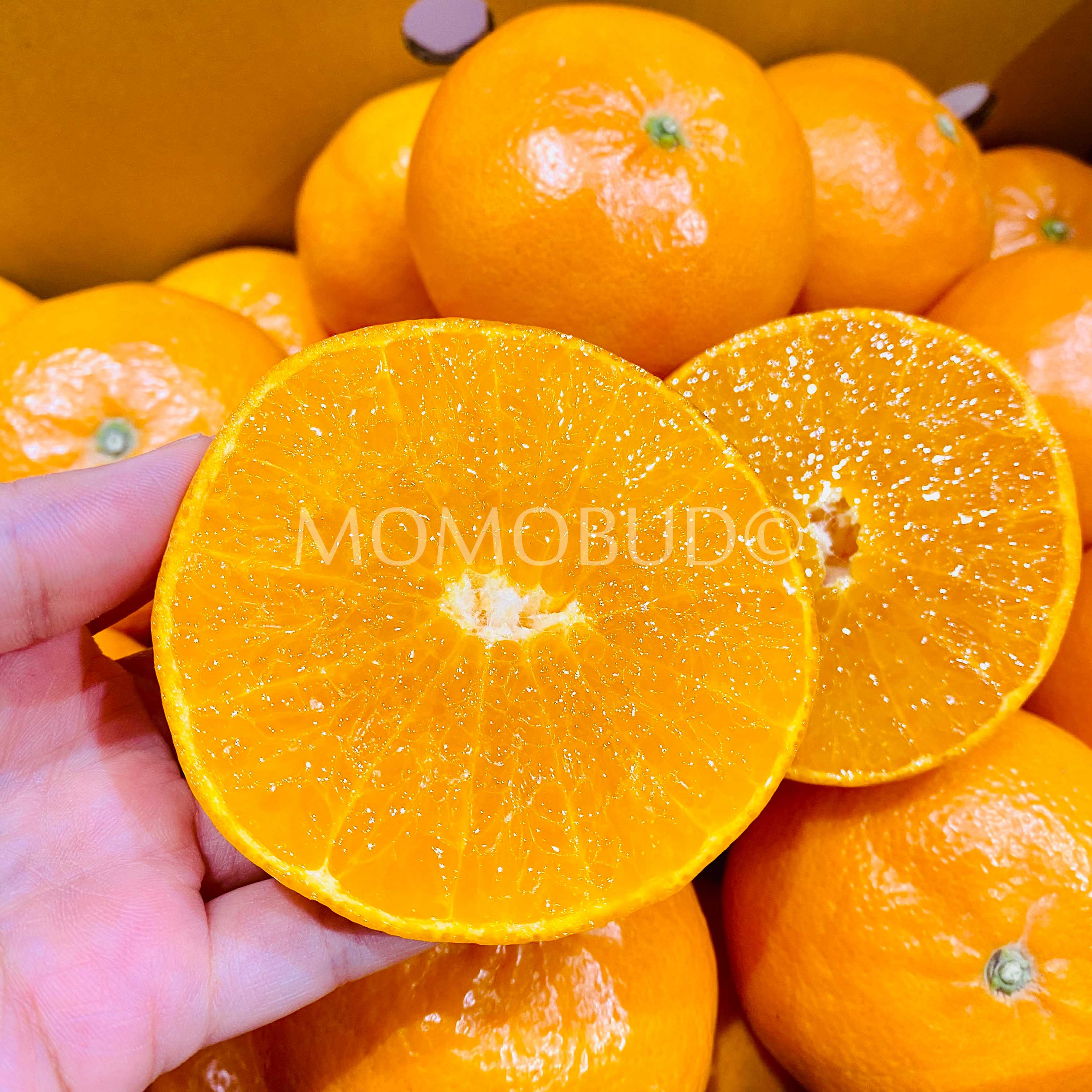 Japanese Hamasaki Mikan (Mandarin Orange) — MomoBud