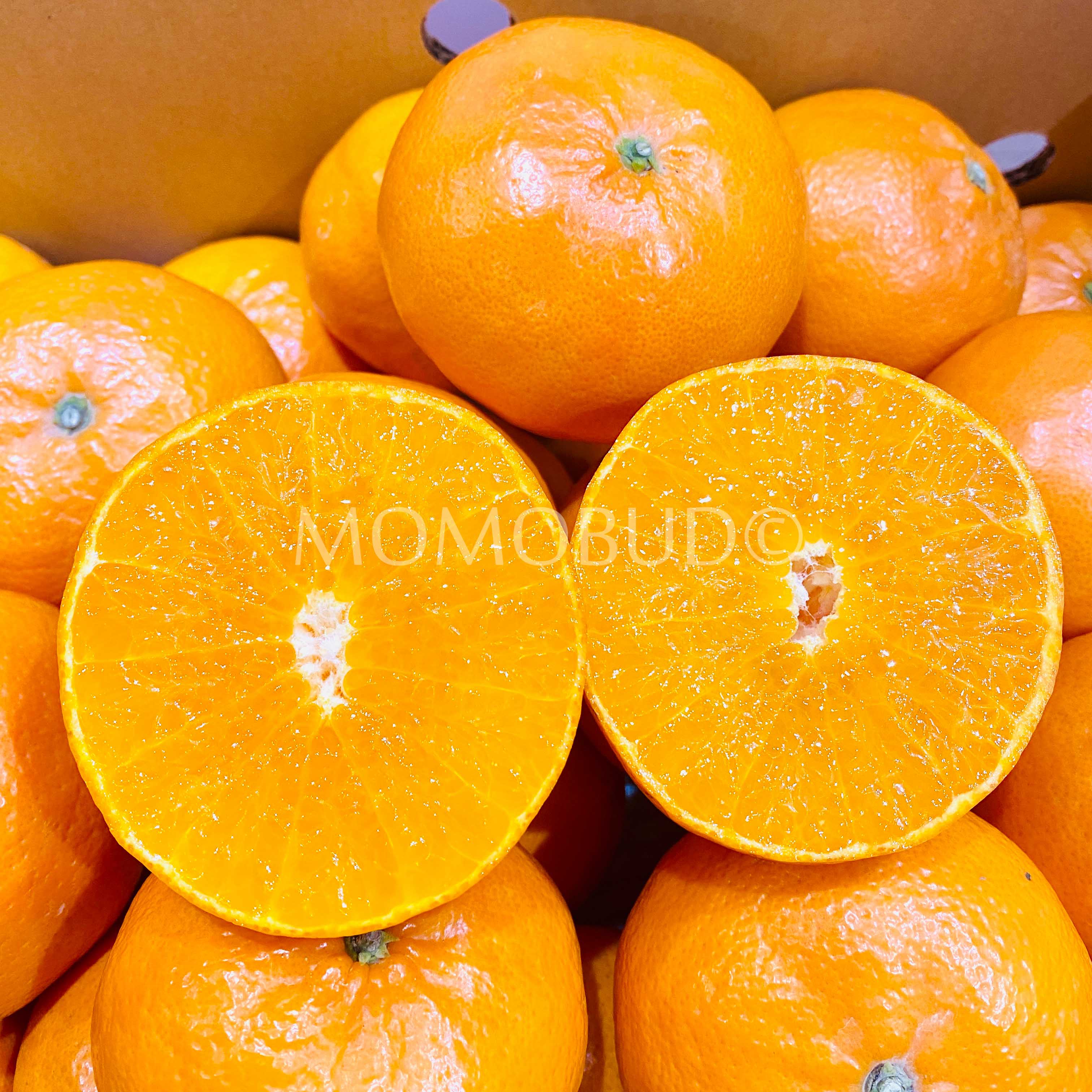 Japanese Hamasaki Mikan (Mandarin Orange) — MomoBud