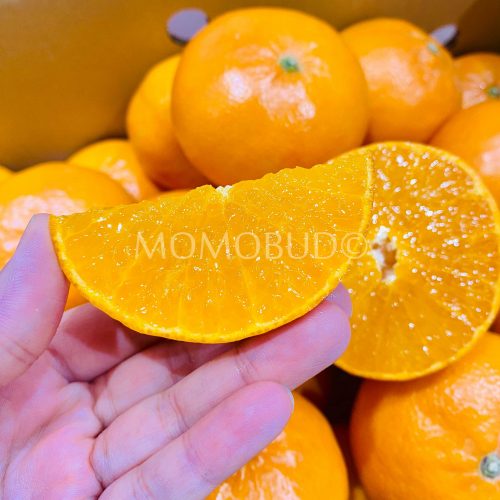Japanese Hamasaki Mikan (Mandarin Orange) — MomoBud