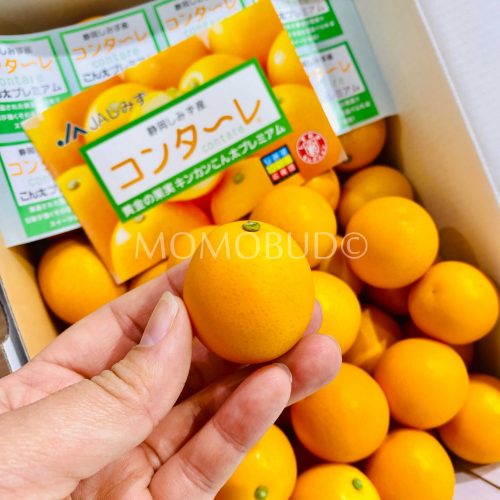 Japanese Premium Kontare Kinkan (Kumquat) — MomoBud