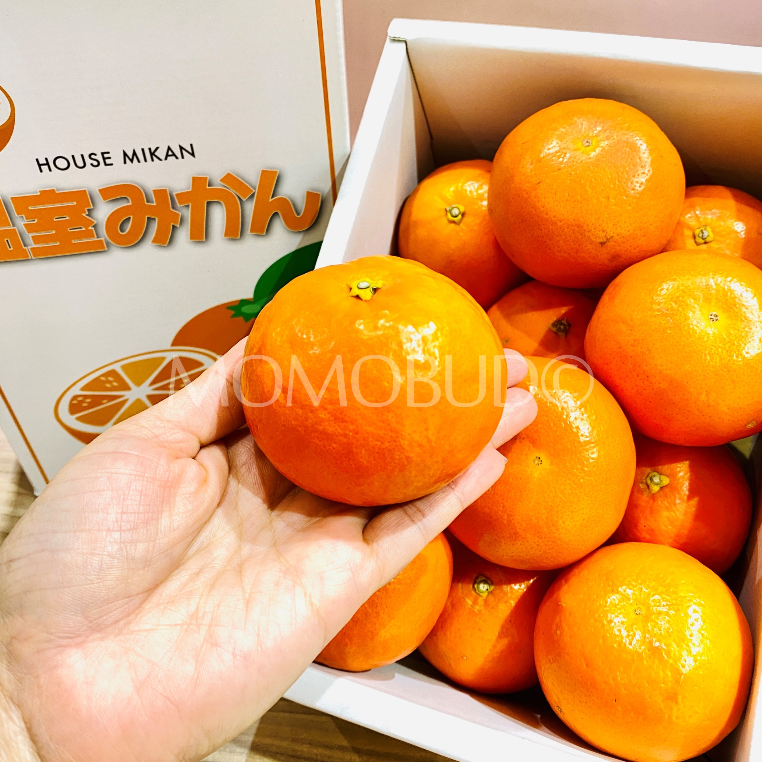 Japanese Karatsu Onshitsu Mikan | MomoBud