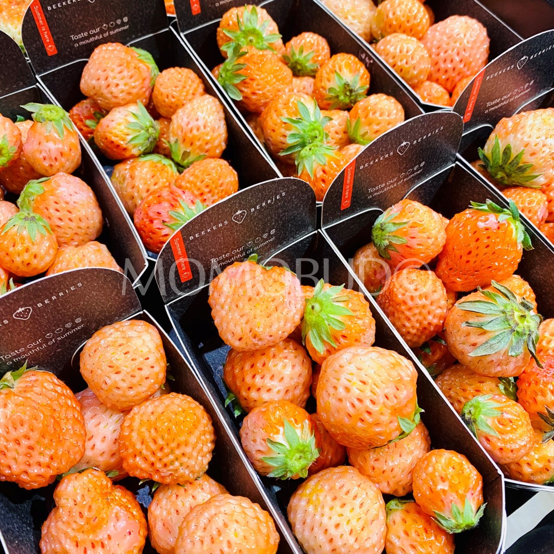 Beekers Specialties Pinkberry Strawberry (120g punnet) — MomoBud