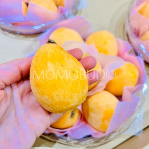 Jumbo Japanese Amaka Biwa (Loquat, 500g punnet) — MomoBud