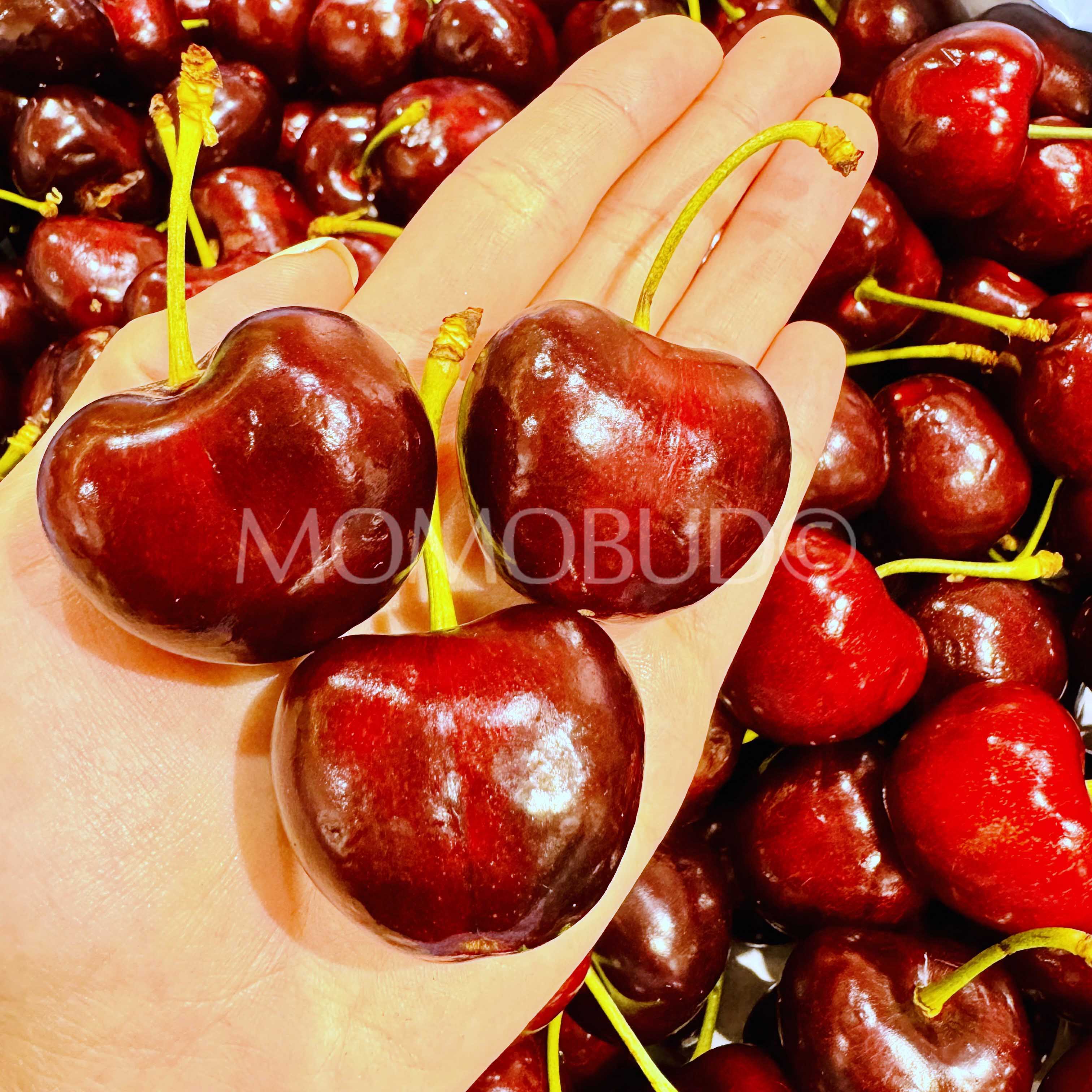 Washington Tieton™ Red Cherry — MomoBud