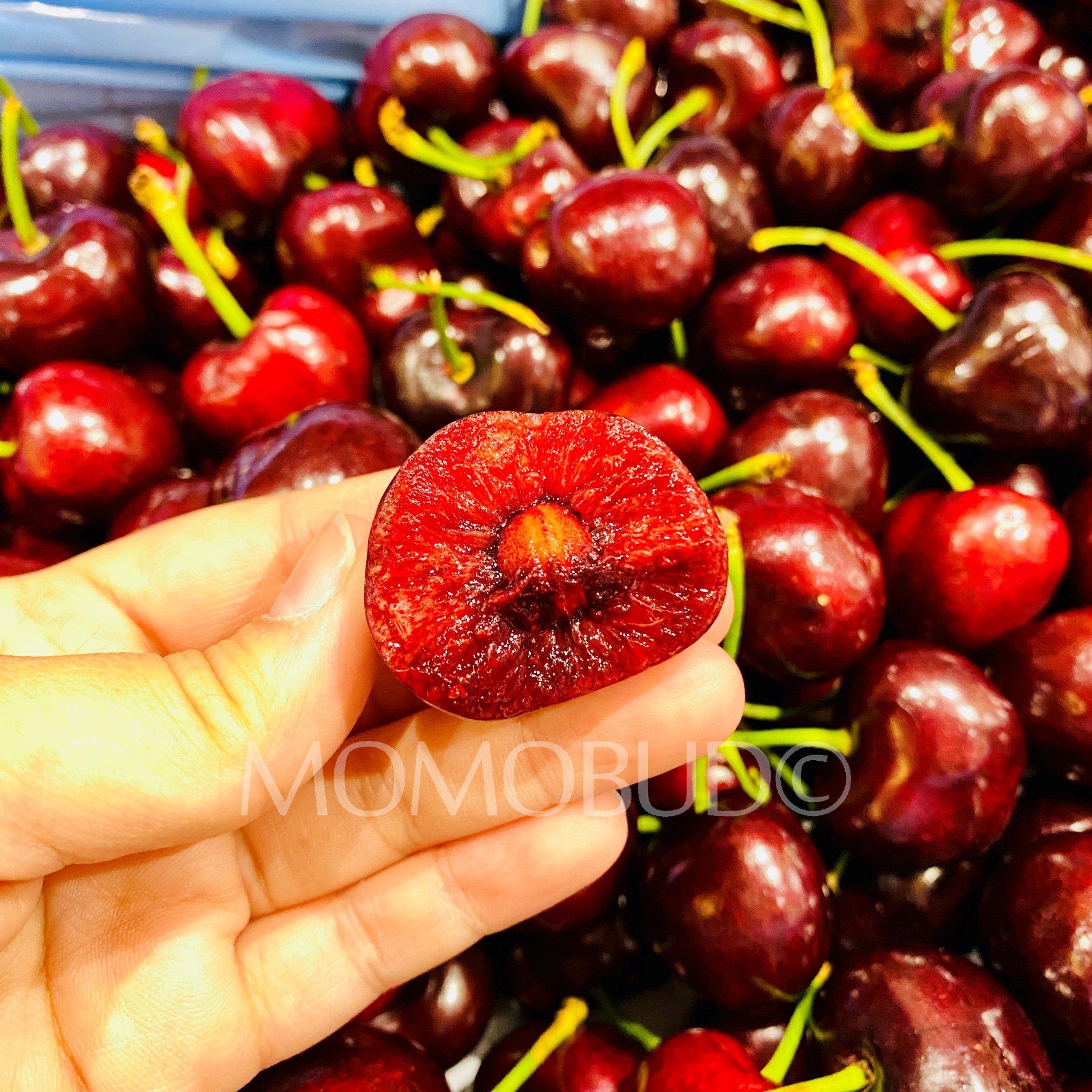 Washington Tieton™ Red Cherry — MomoBud