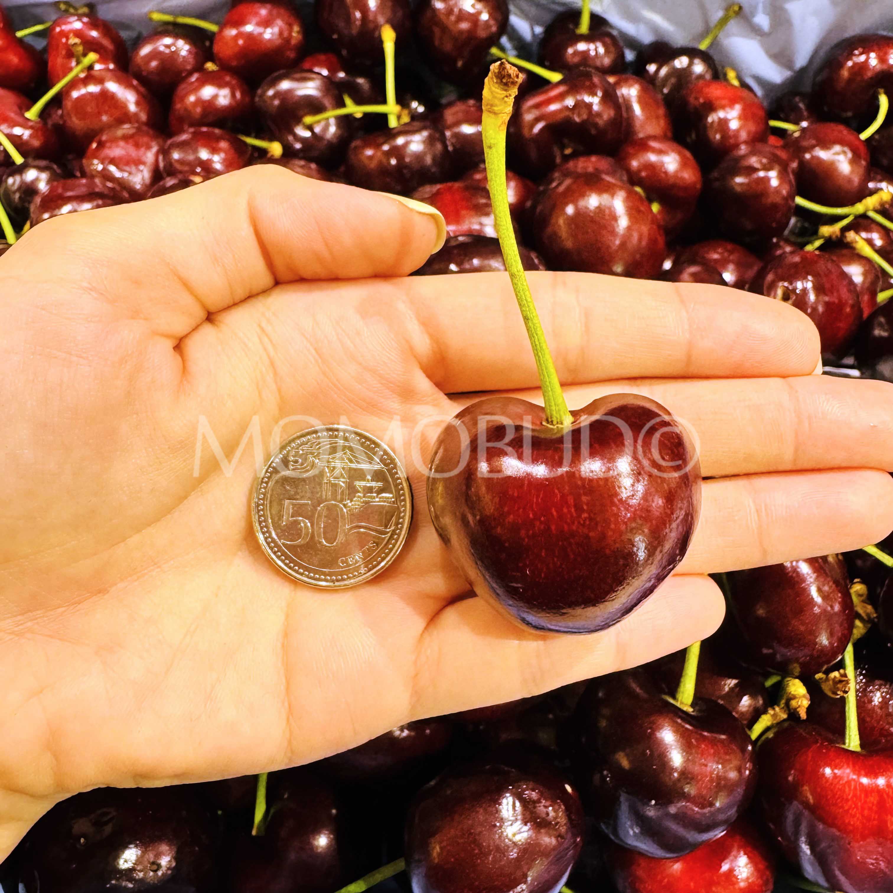 Washington Tieton™ Red Cherry — MomoBud