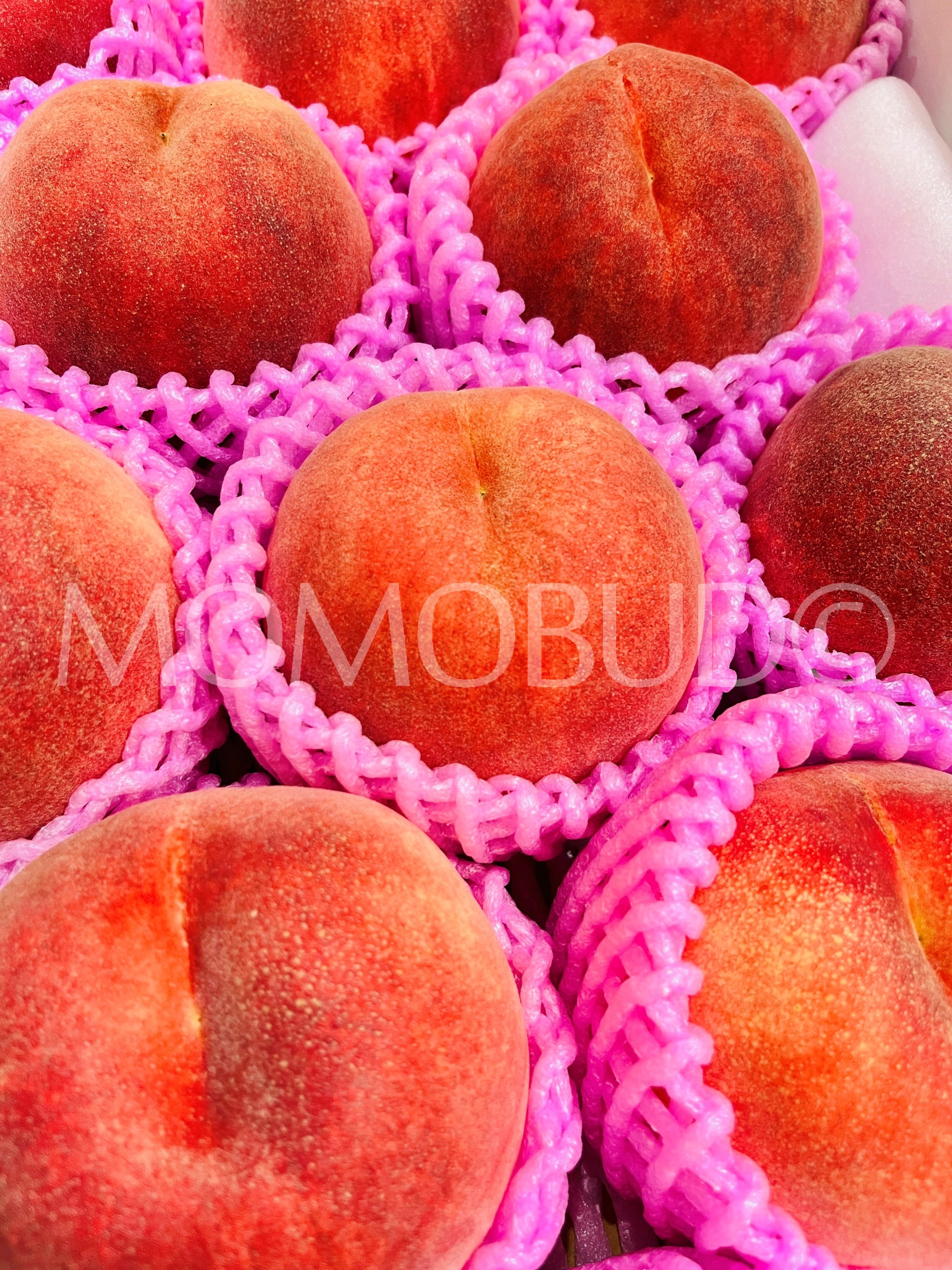 Premium Japanese Tsugaru Sakura White Peach (Large) — MomoBud