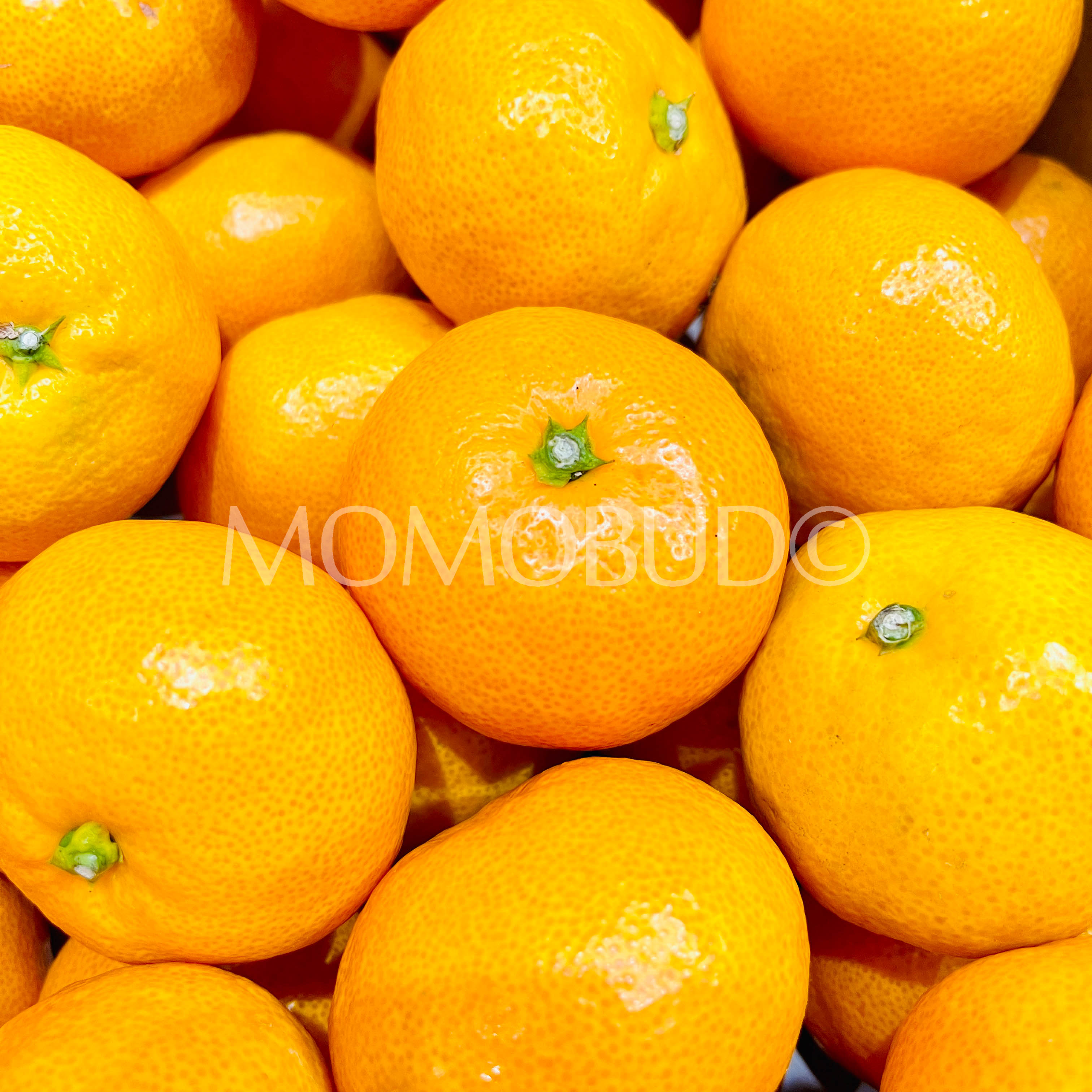 Japanese Yamakawa Kitahara Wase Mikan (Mandarin Orange) — MomoBud