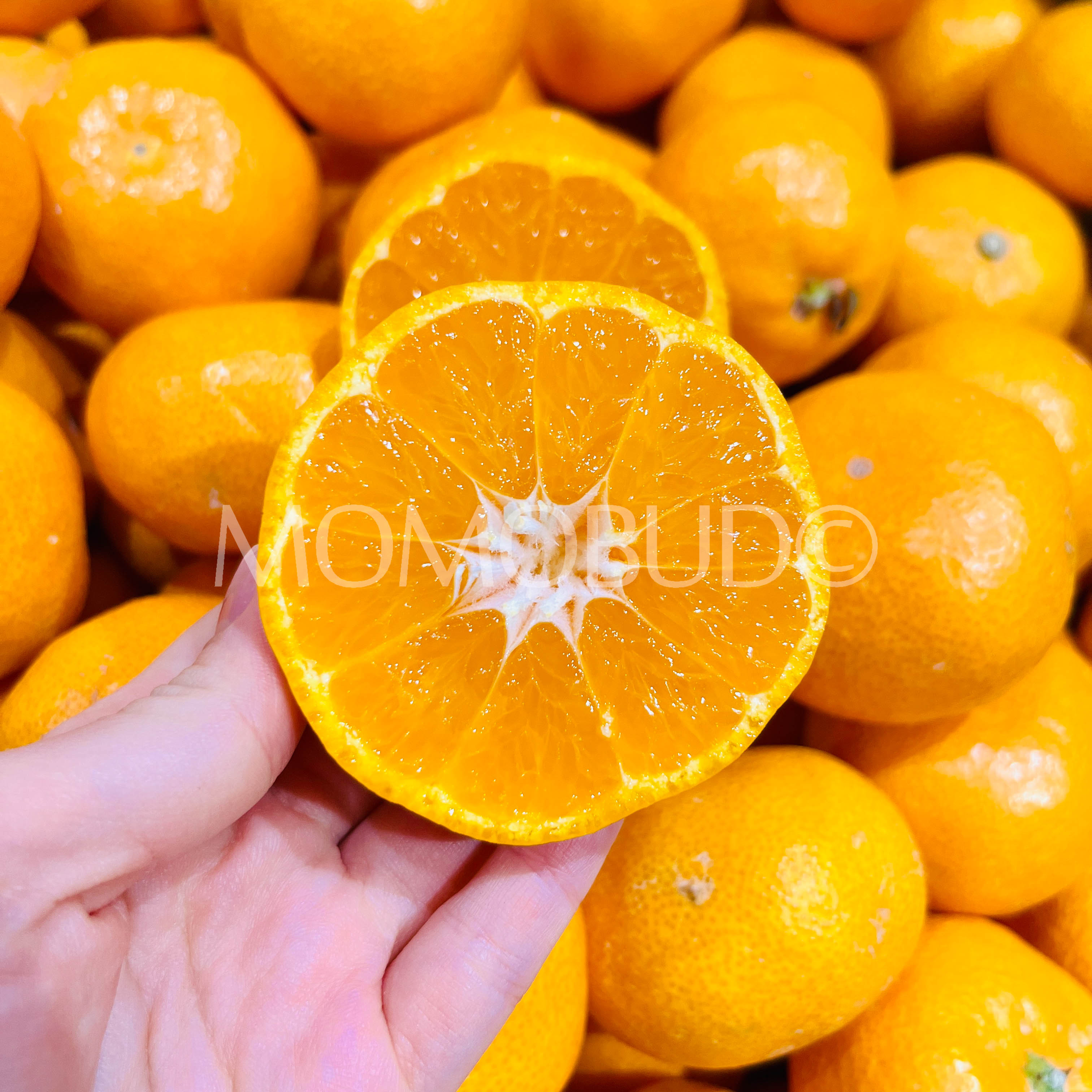 Japanese Tamura Mikan (Mandarin Orange) — MomoBud