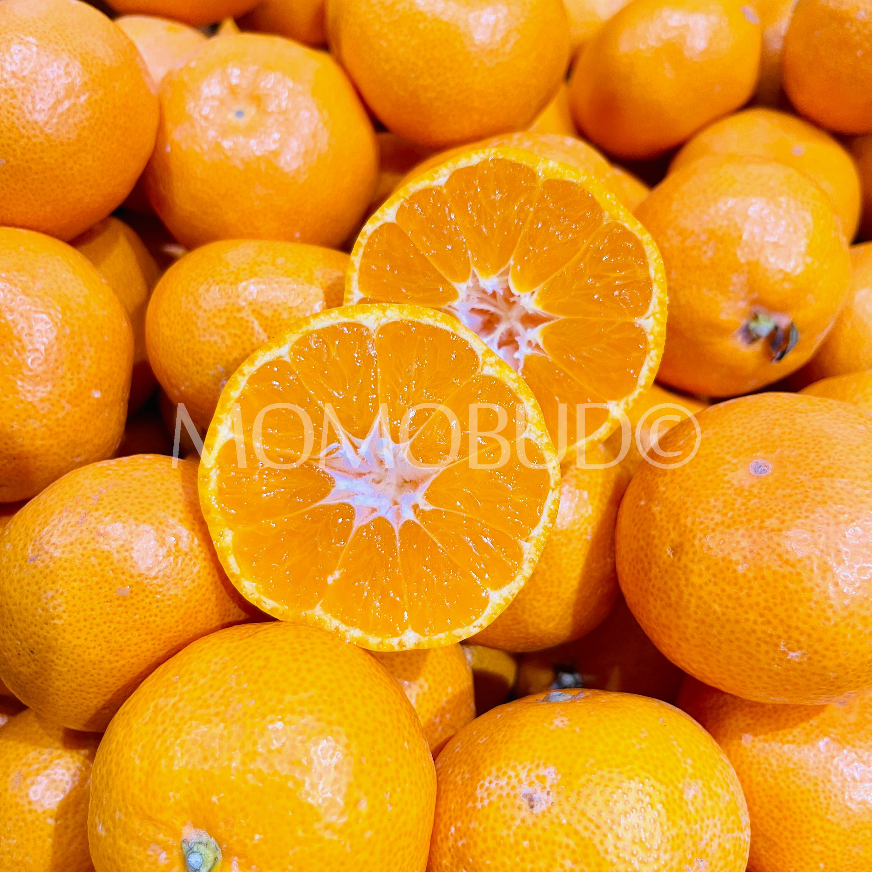 Japanese Tamura Mikan (Mandarin Orange) — MomoBud