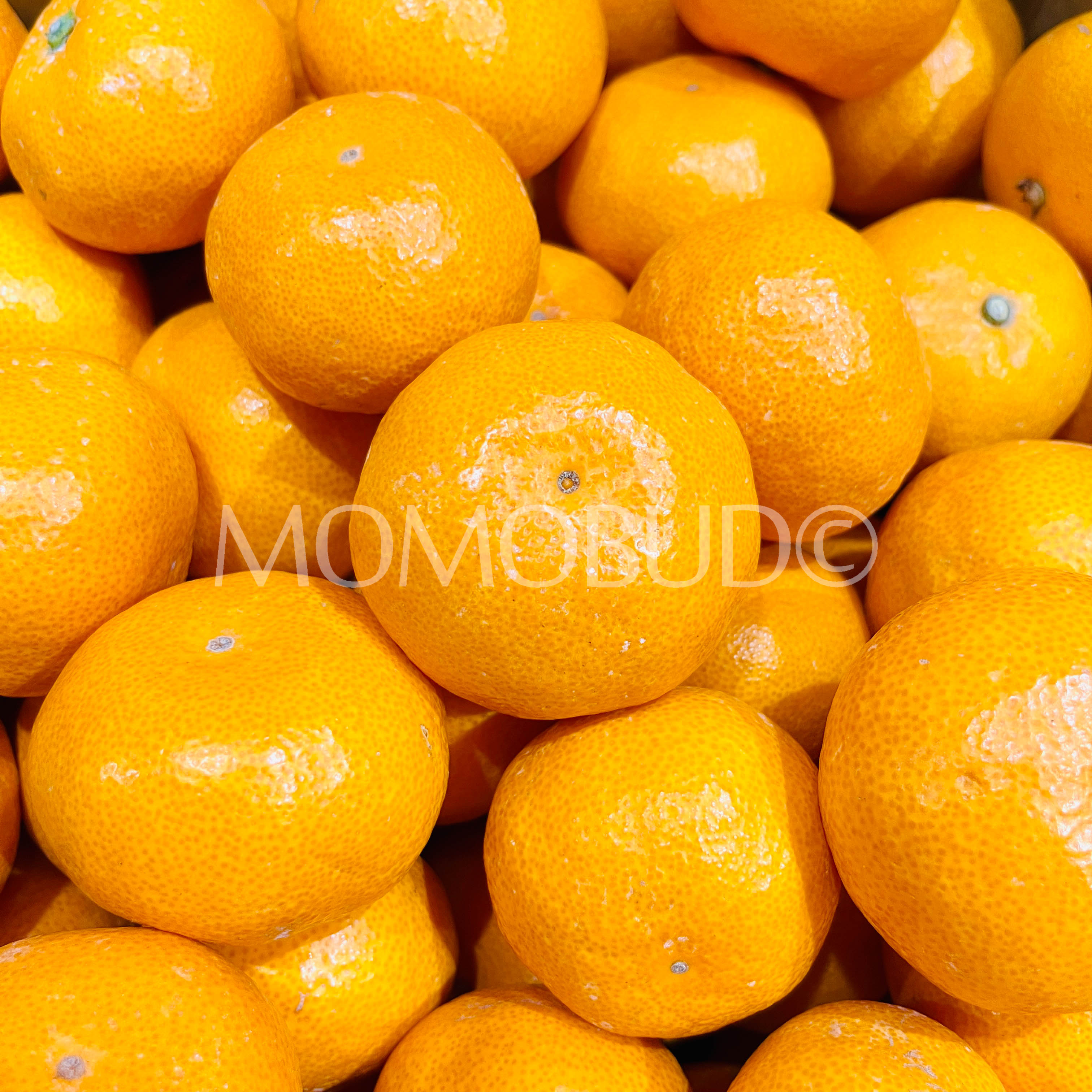 Japanese Tamura Mikan (Mandarin Orange) — MomoBud