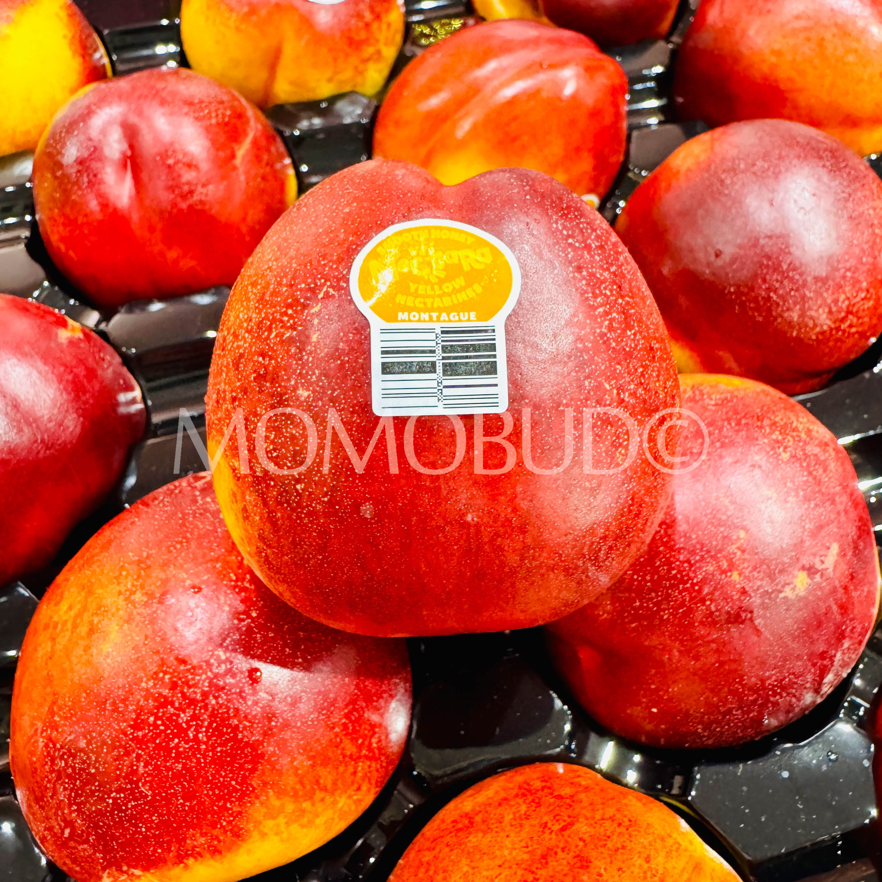 Nectara™ Smooth Honey Yellow Nectarine (Small-Plus) — MomoBud