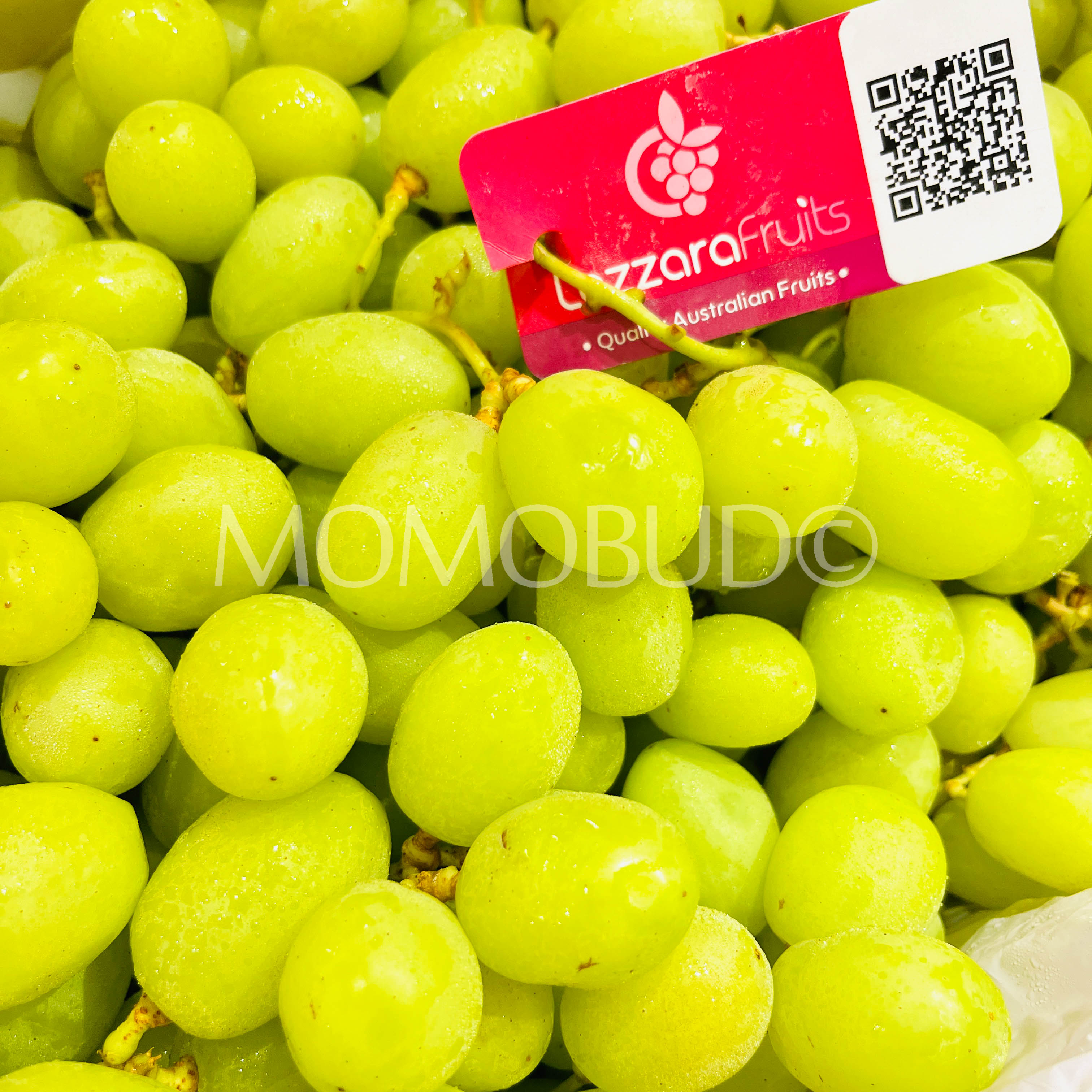 Lazzara Sweet Globe® Green Seedless Grapes — MomoBud