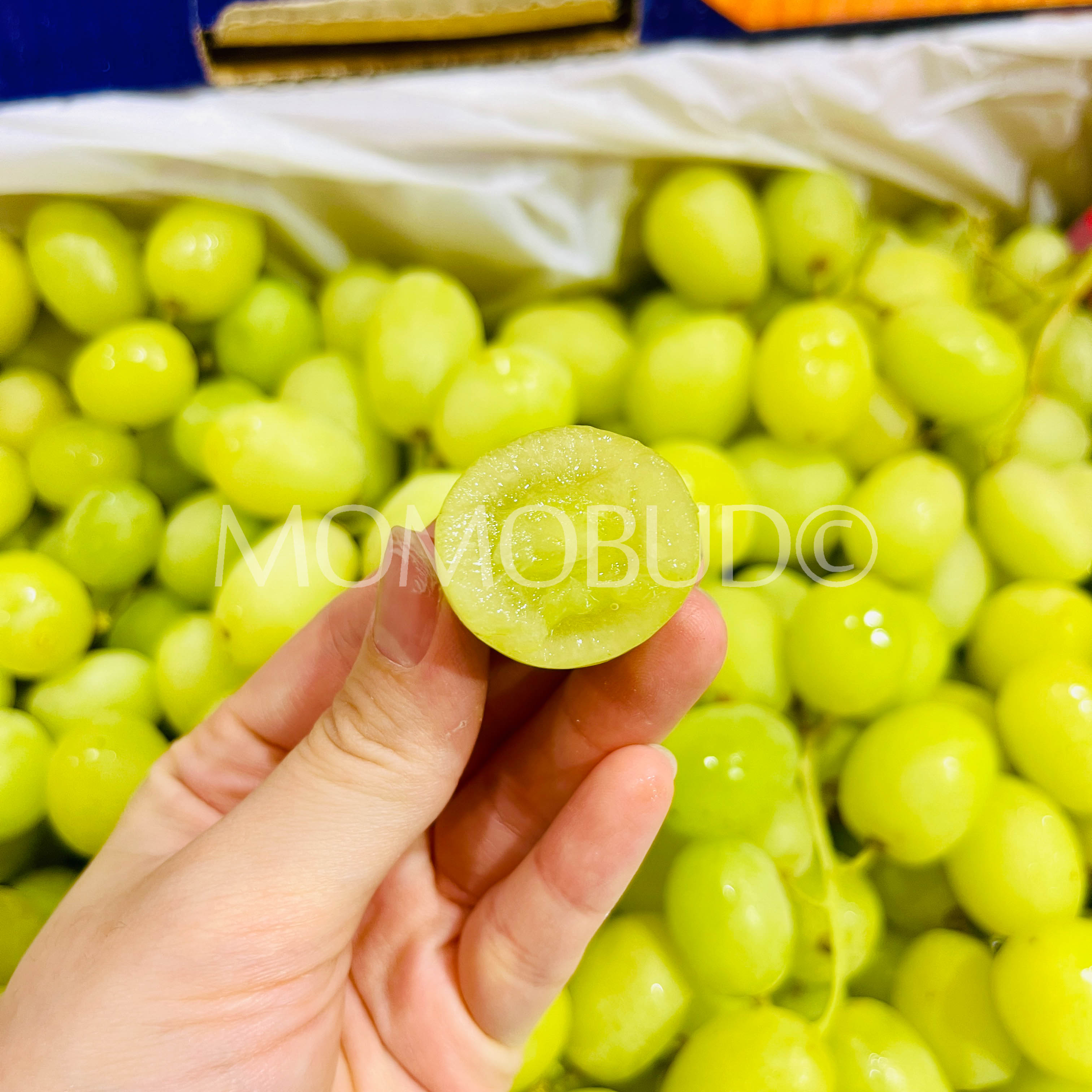 Lazzara Sweet Globe® Green Seedless Grapes — MomoBud