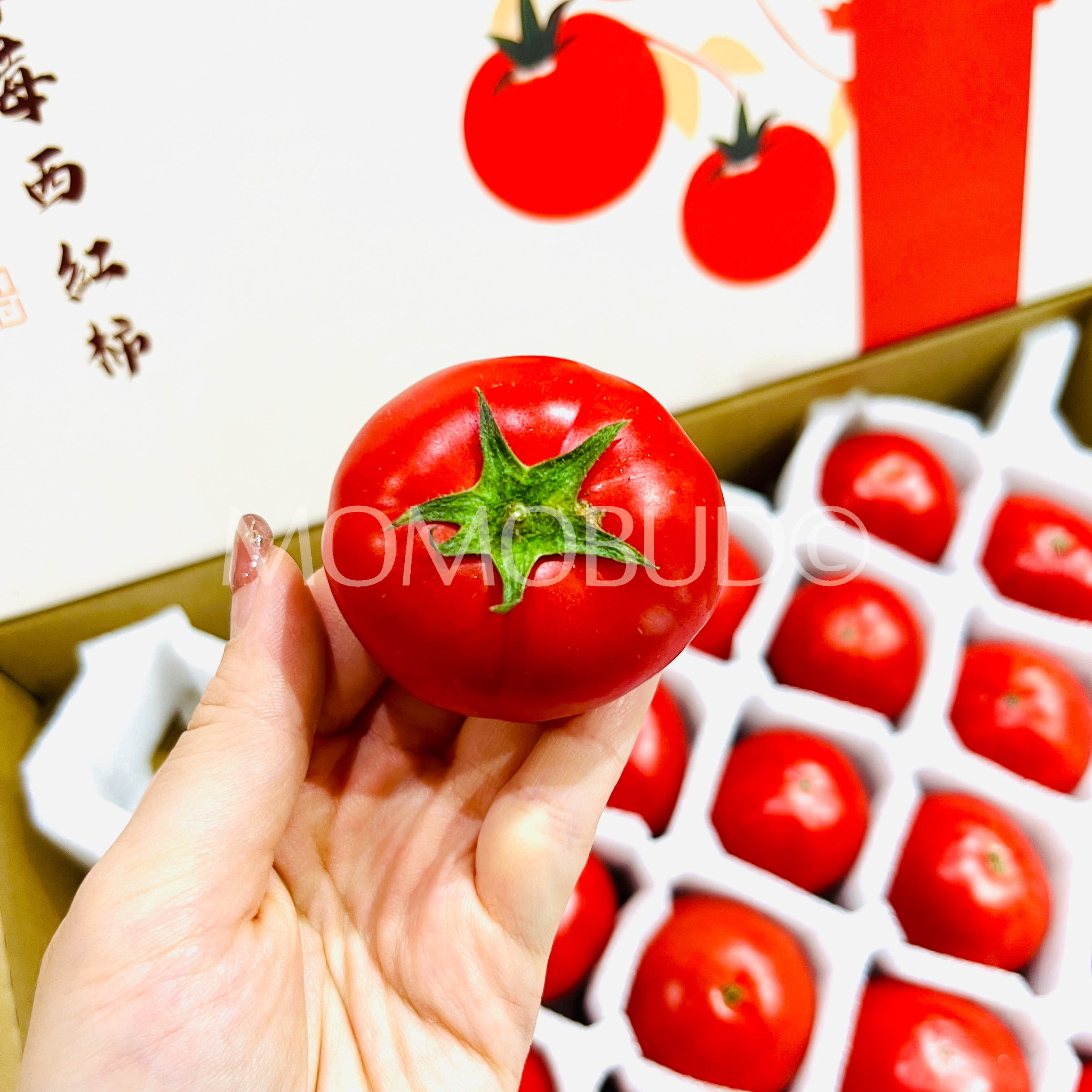 China Cherry Fruit Tomato Gift Box (1.5kg) — MomoBud