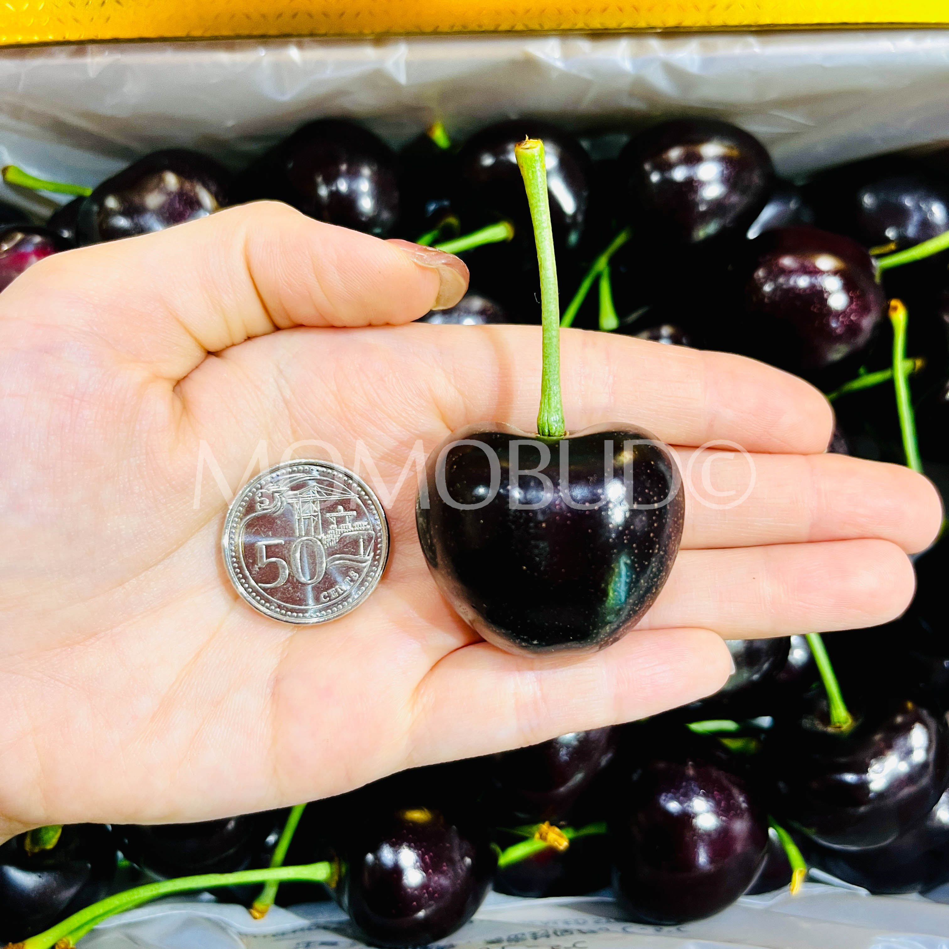 Airflown China Dalian Red Cherry Gift Box (X-Jumbo, 1kg) — MomoBud