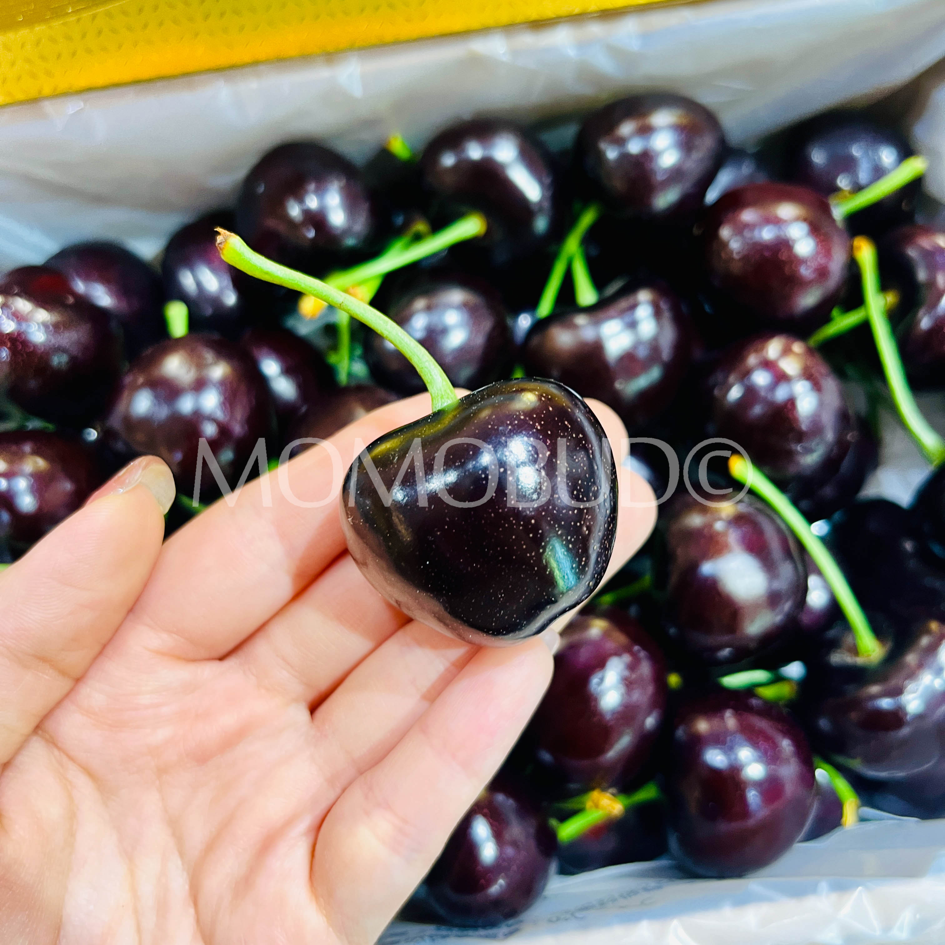 Airflown China Dalian Red Cherry Gift Box (X-Jumbo, 1kg) — MomoBud