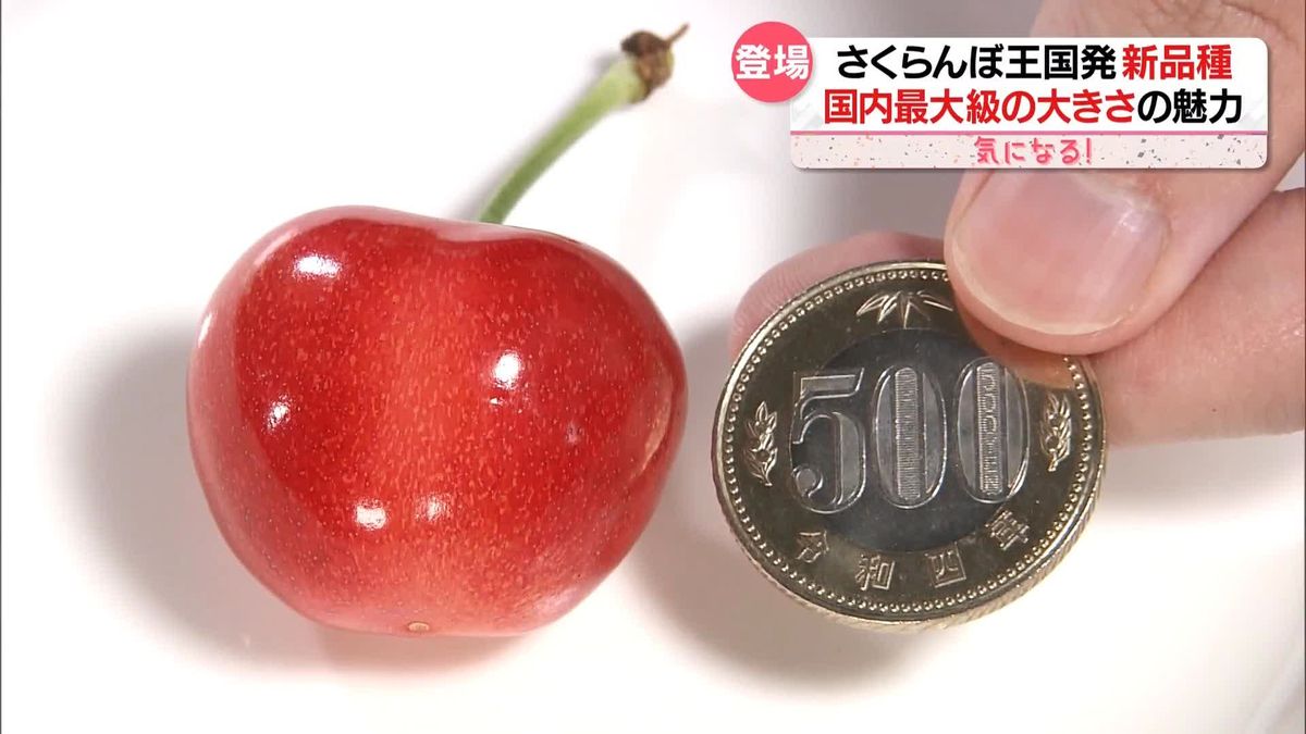 Japanese Yamagata Beniou Sakuranbo (Cherry) Gift Box — MomoBud