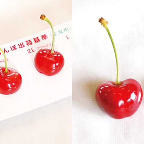 Japanese Yamagata Beniou Sakuranbo (Cherry) Gift Box — MomoBud