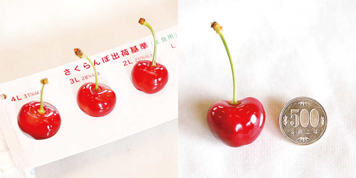 Japanese Yamagata Beniou Sakuranbo (Cherry, 100g punnet) — MomoBud