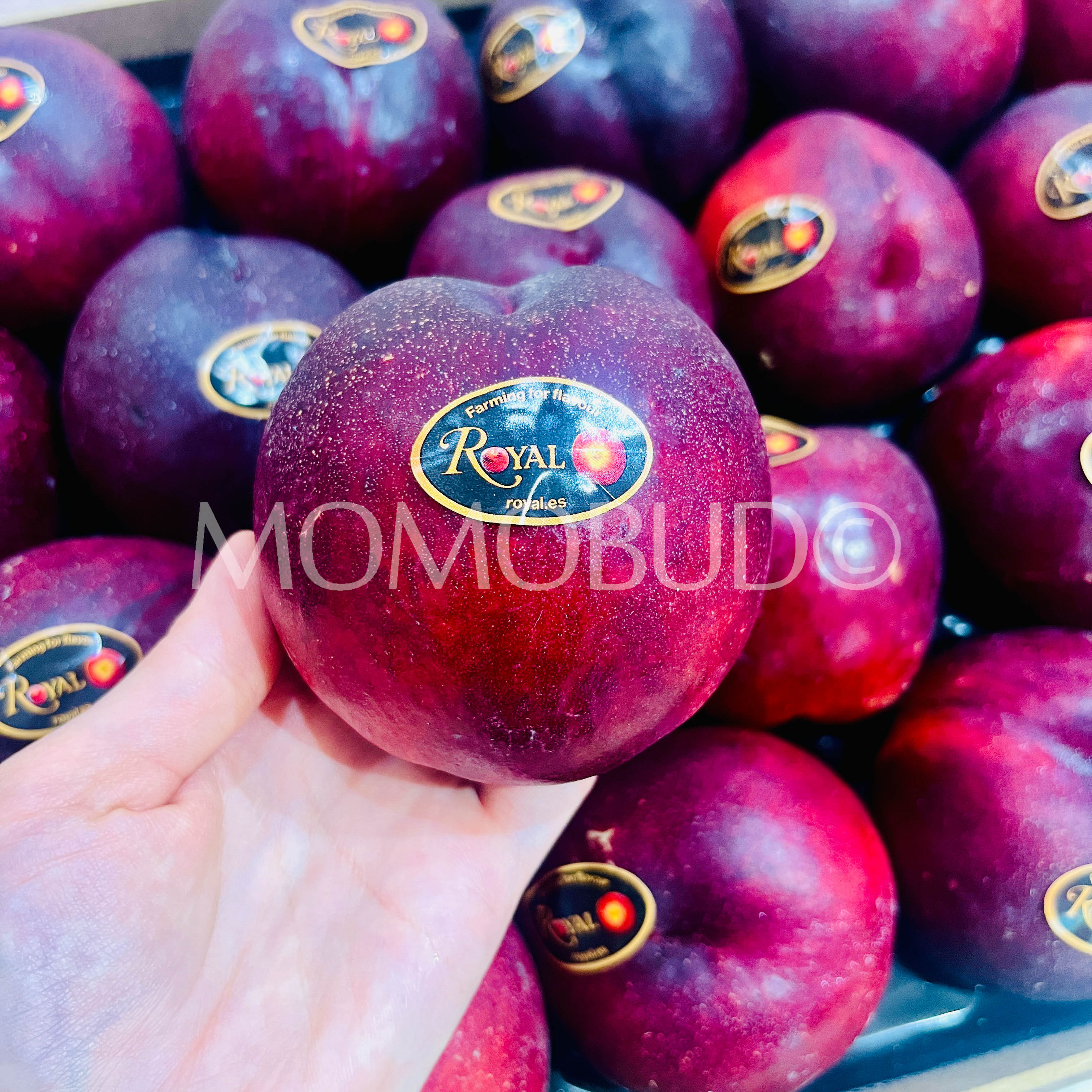 Royal Sanguine© Red Nectarine (Medium) — MomoBud