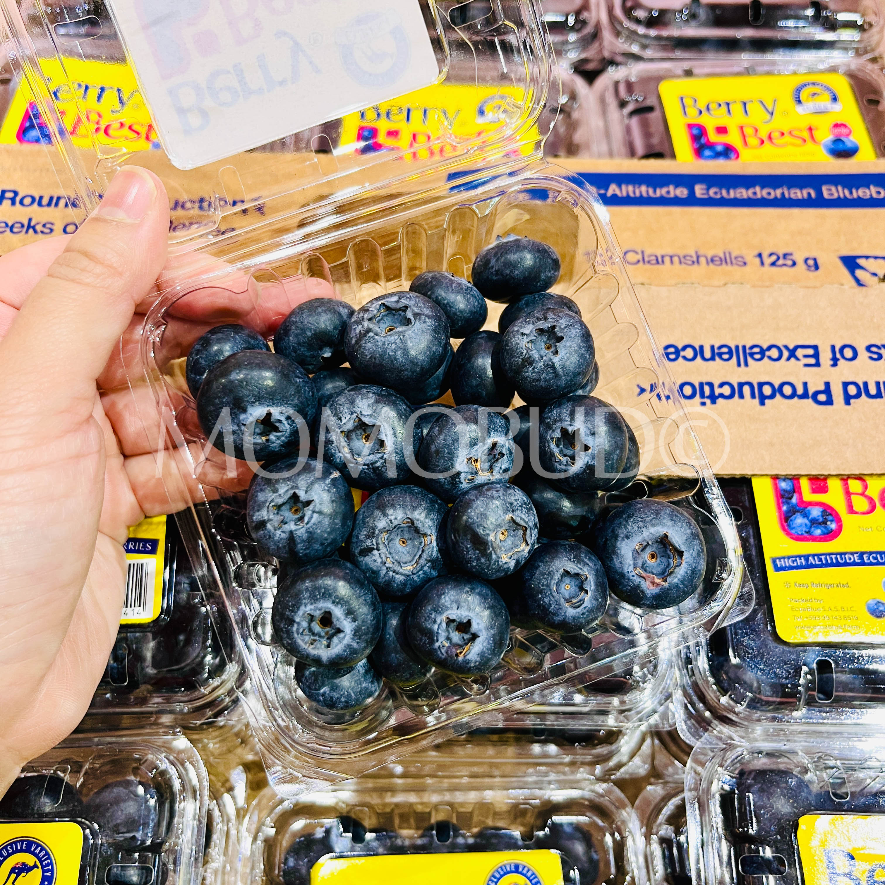 Ecuadorian Jumbo Berry Best® Eureka Blueberry (125g punnet) — MomoBud