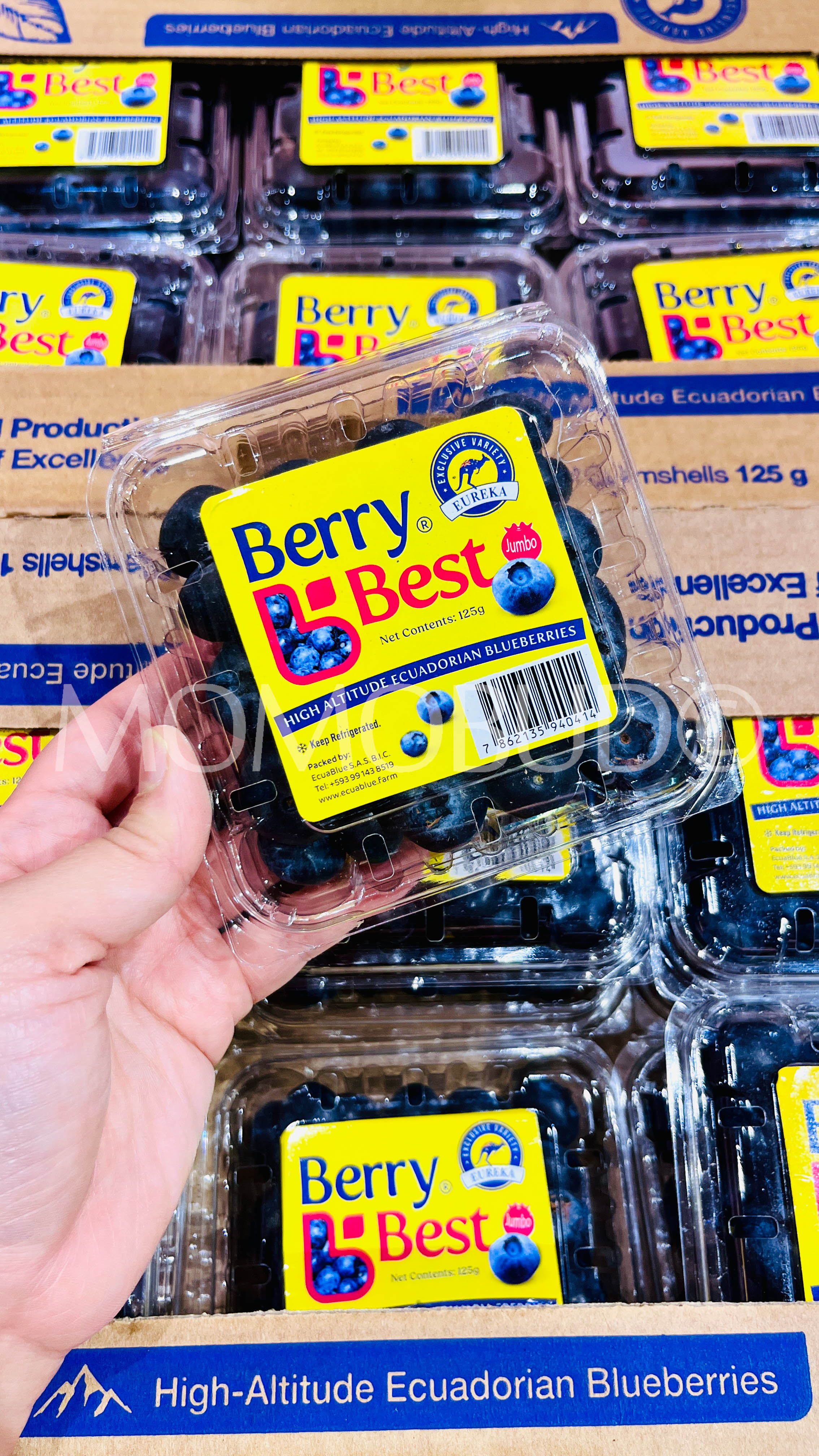Ecuadorian Jumbo Berry Best® Eureka Blueberry (125g punnet) — MomoBud