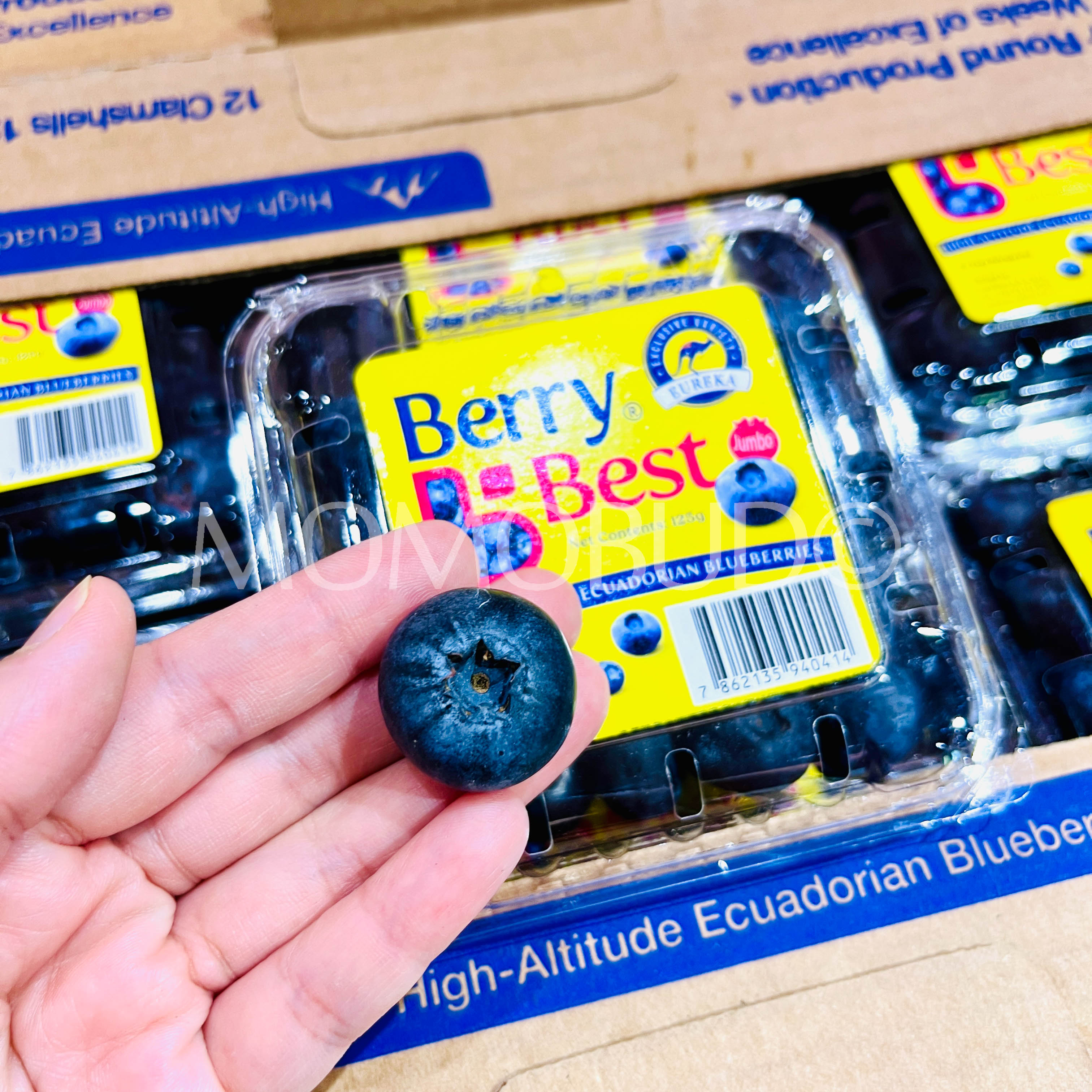 Ecuadorian Jumbo Berry Best® Eureka Blueberry (125g punnet) — MomoBud