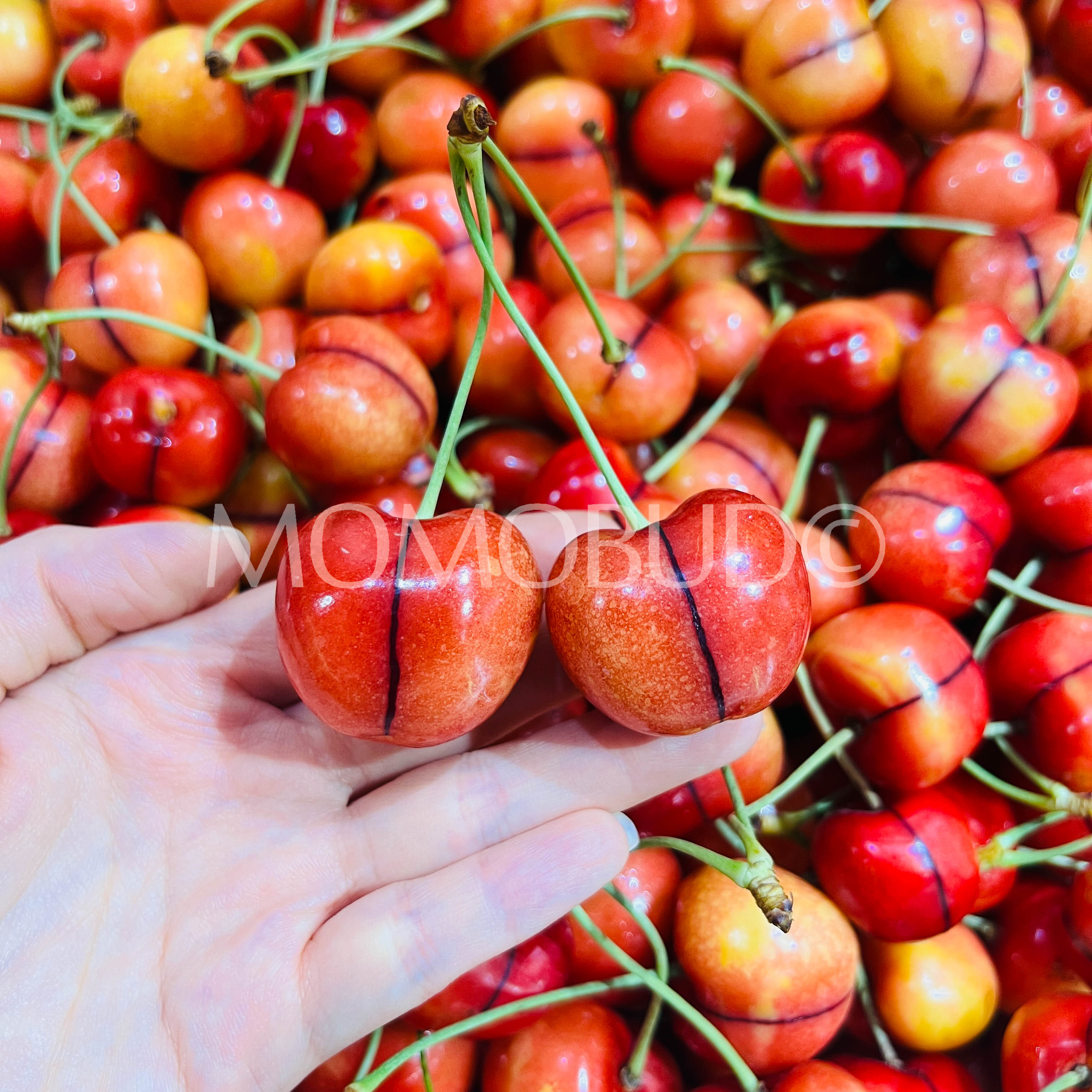 Oregon Hood River Cherry Timberline White Cherry — MomoBud