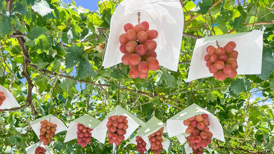 Japanese Sunshine Red Seedless Grapes (500-550g approx) — MomoBud