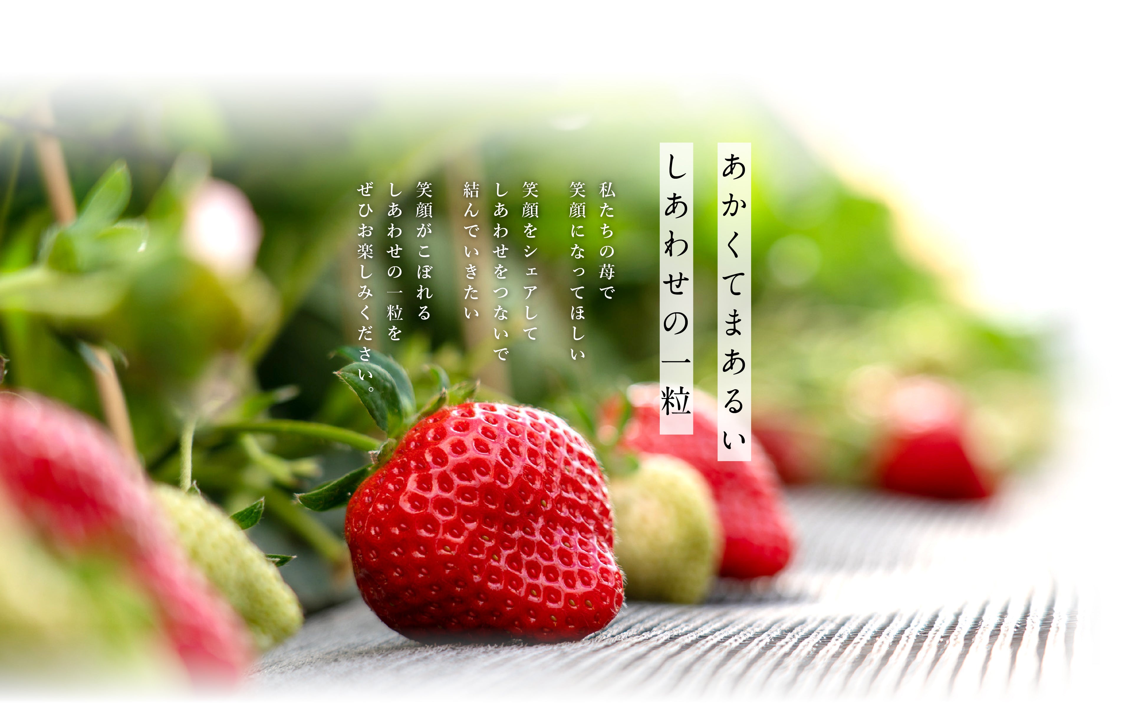 Premium Japanese Shimokawa Farm Amaou Ichigo (Strawberry) — MomoBud