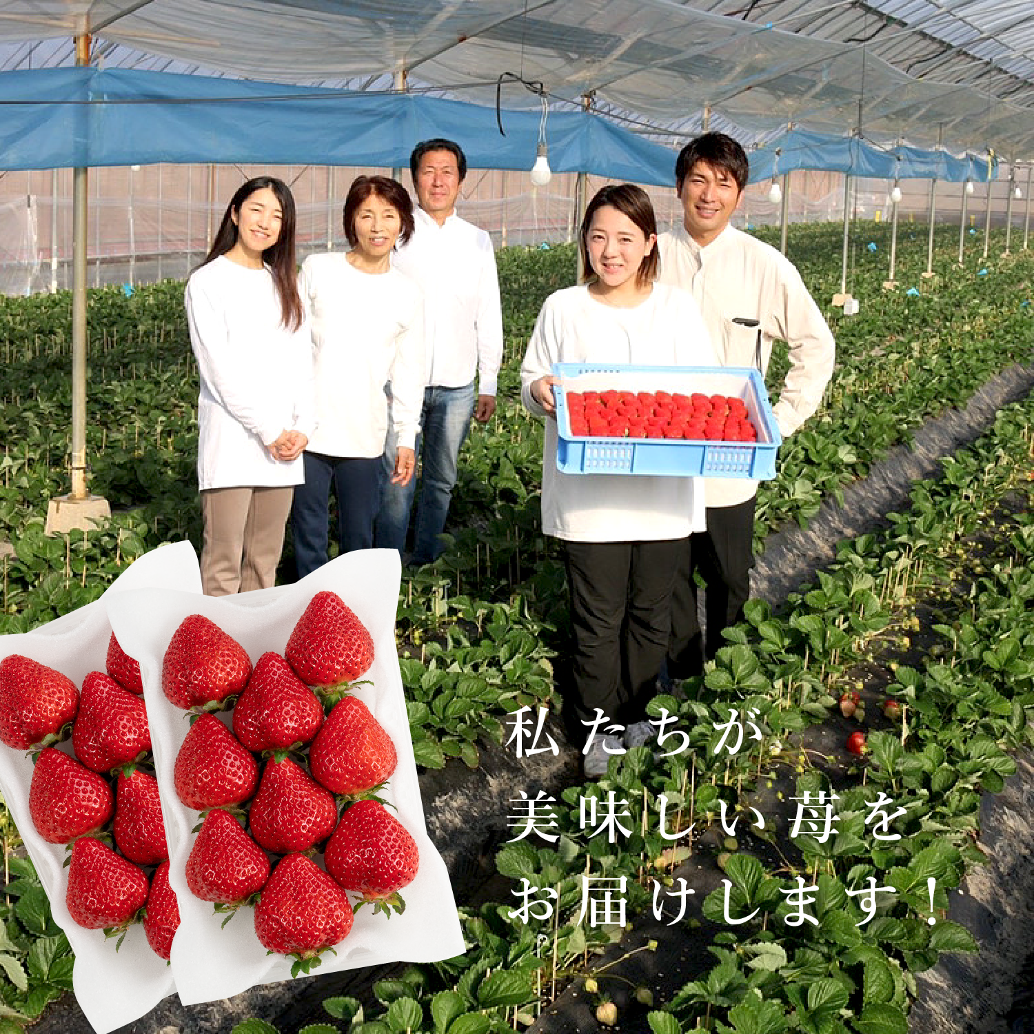 Premium Japanese Shimokawa Farm Amaou Ichigo (Strawberry) — MomoBud