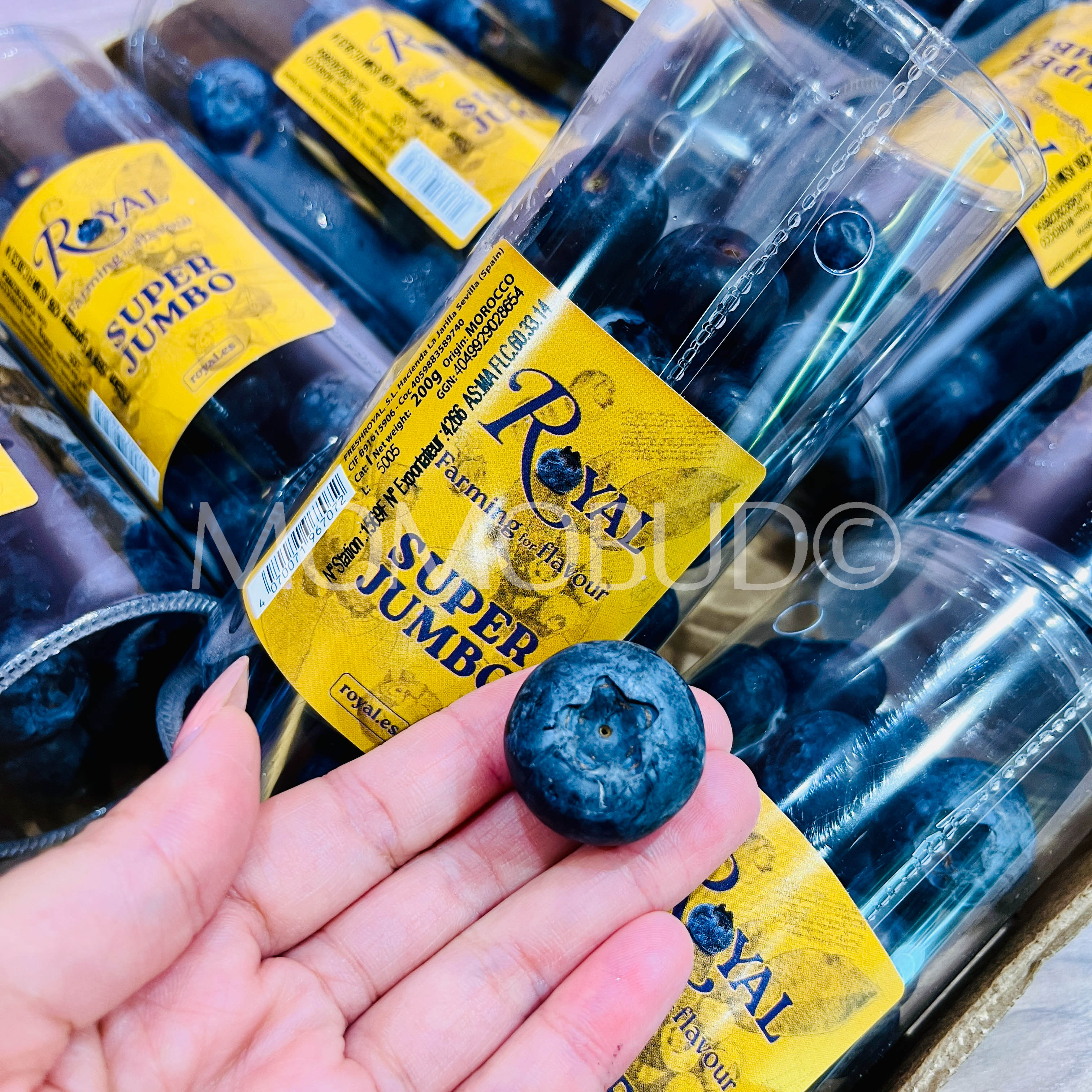 Royal® Super Jumbo Blueberry (200g punnet) — MomoBud