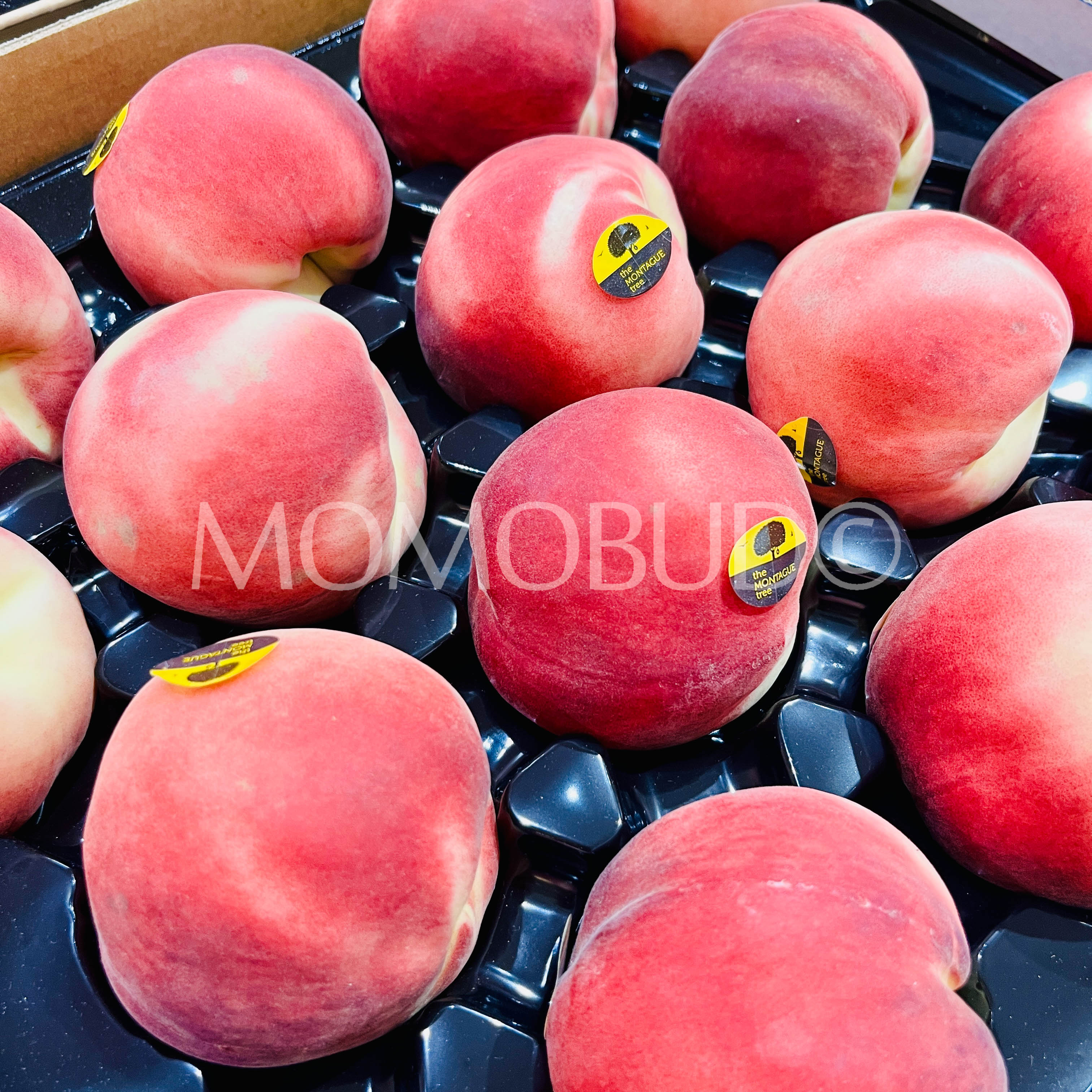 The Montague Tree™ Snow Flame White Peach (Medium-Plus) — MomoBud