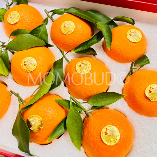 Premium Daji Kirin Xiangshan Premium Red Beauty Mandarin Orange (2.25kg ...